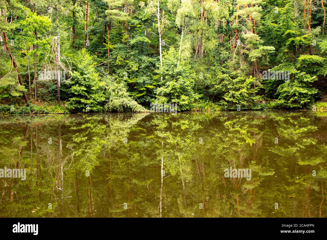 refelction of foest edge in a lake, outdoors Stock Photo - Alamy
