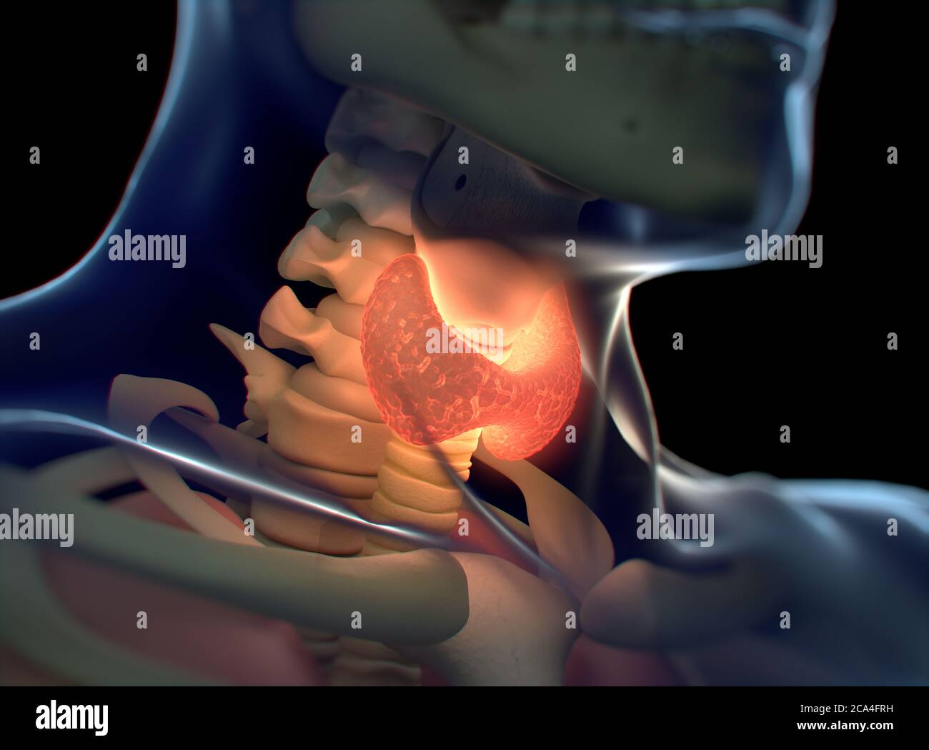 Thyroid gland inside human body. Glowing red. 3D illustration Stock ...