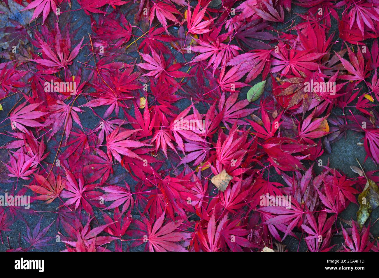 Purple leaves forming a pattern on the pavement Stock Photo - Alamy