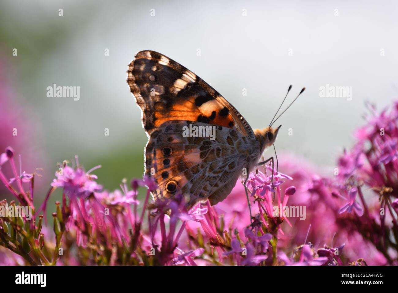 Beautiful lady bright up hi-res stock photography and images - Alamy
