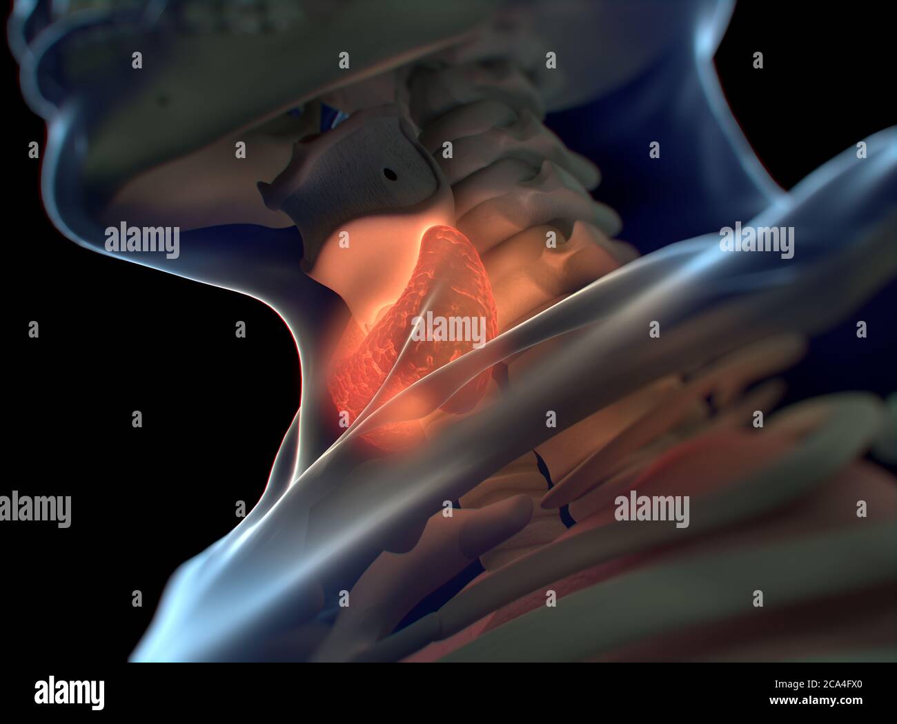 Thyroid gland inside human body. Glowing red. 3D illustration Stock ...