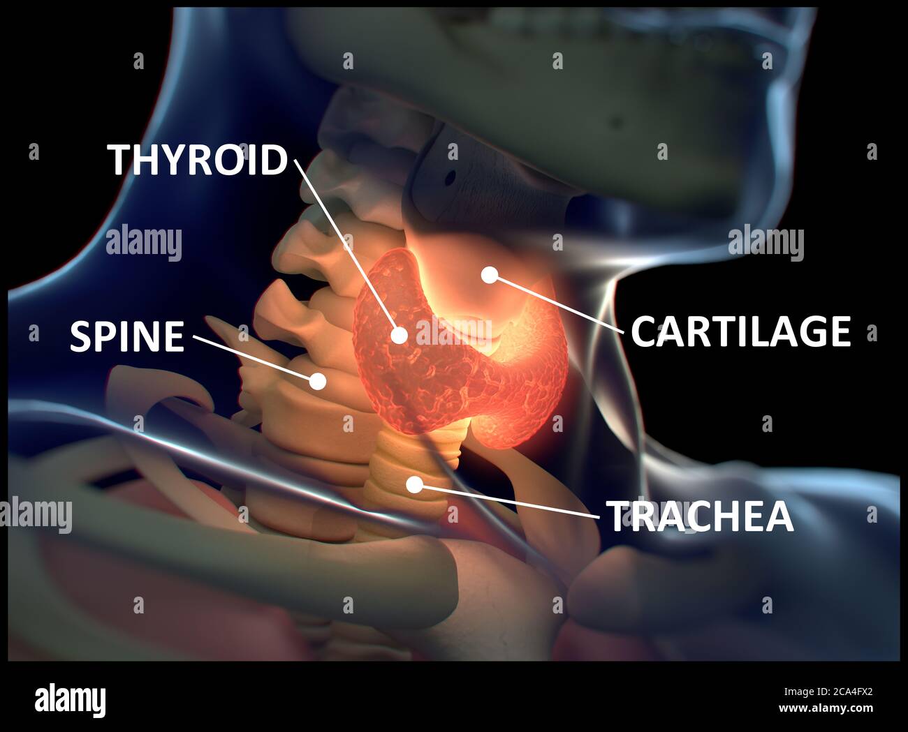 Thyroid gland inside human body. Glowing red. 3D illustration Stock ...