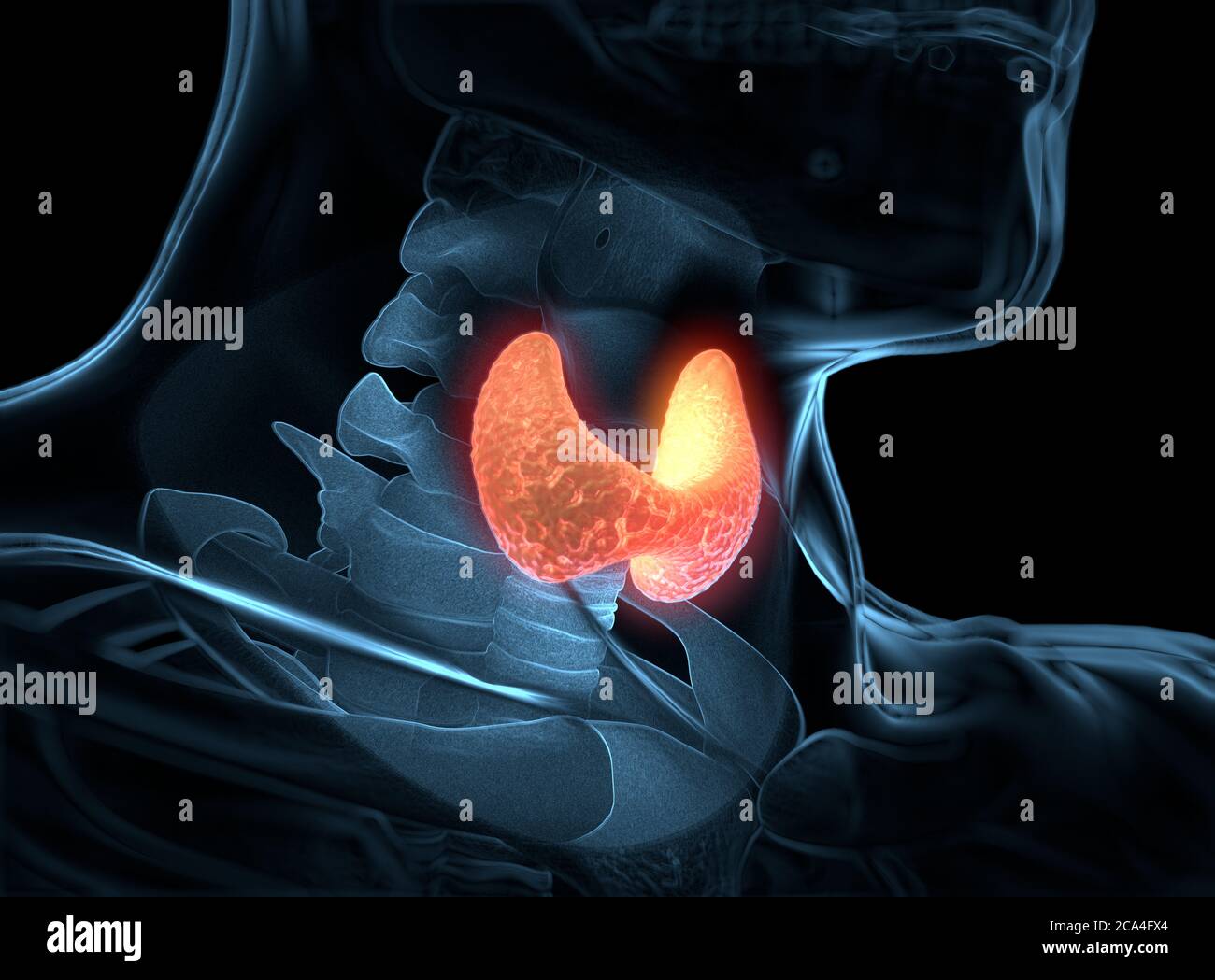 Thyroid gland inside human body. Glowing red. 3D illustration Stock ...