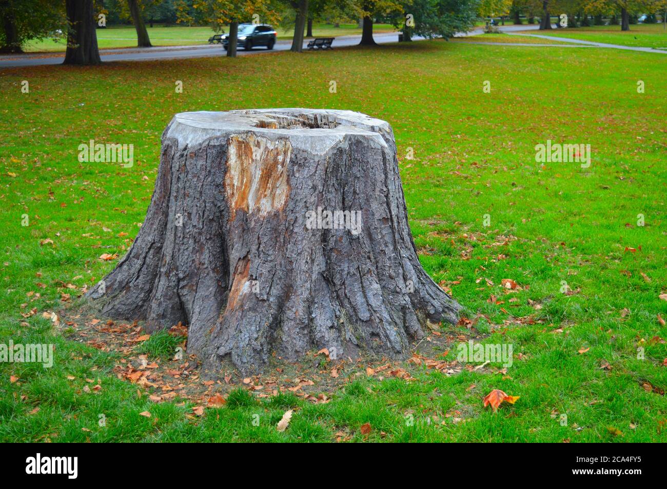 dead tree stump in a park Stock Photo - Alamy