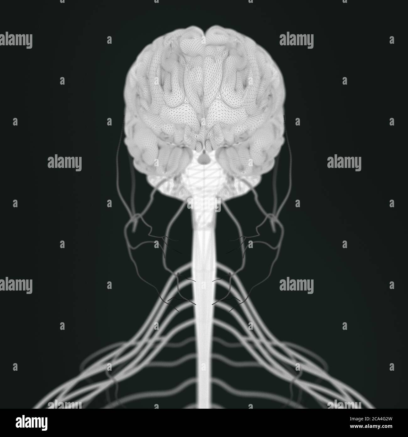 Anatomy illustration of human brain and stem isolated, 3d illustration ...