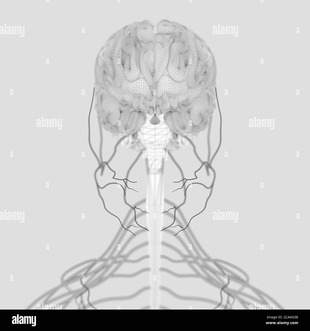 Anatomy illustration of human brain and stem isolated, 3d illustration ...