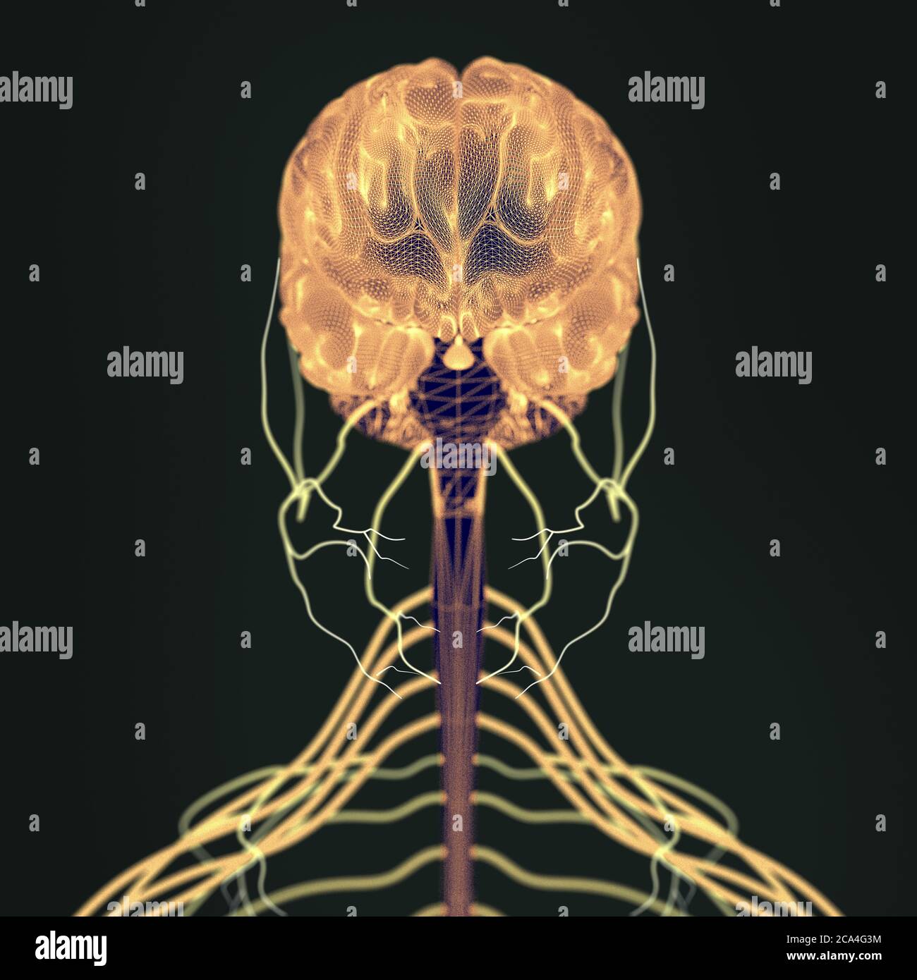 Anatomy illustration of human brain and stem isolated, 3d illustration ...