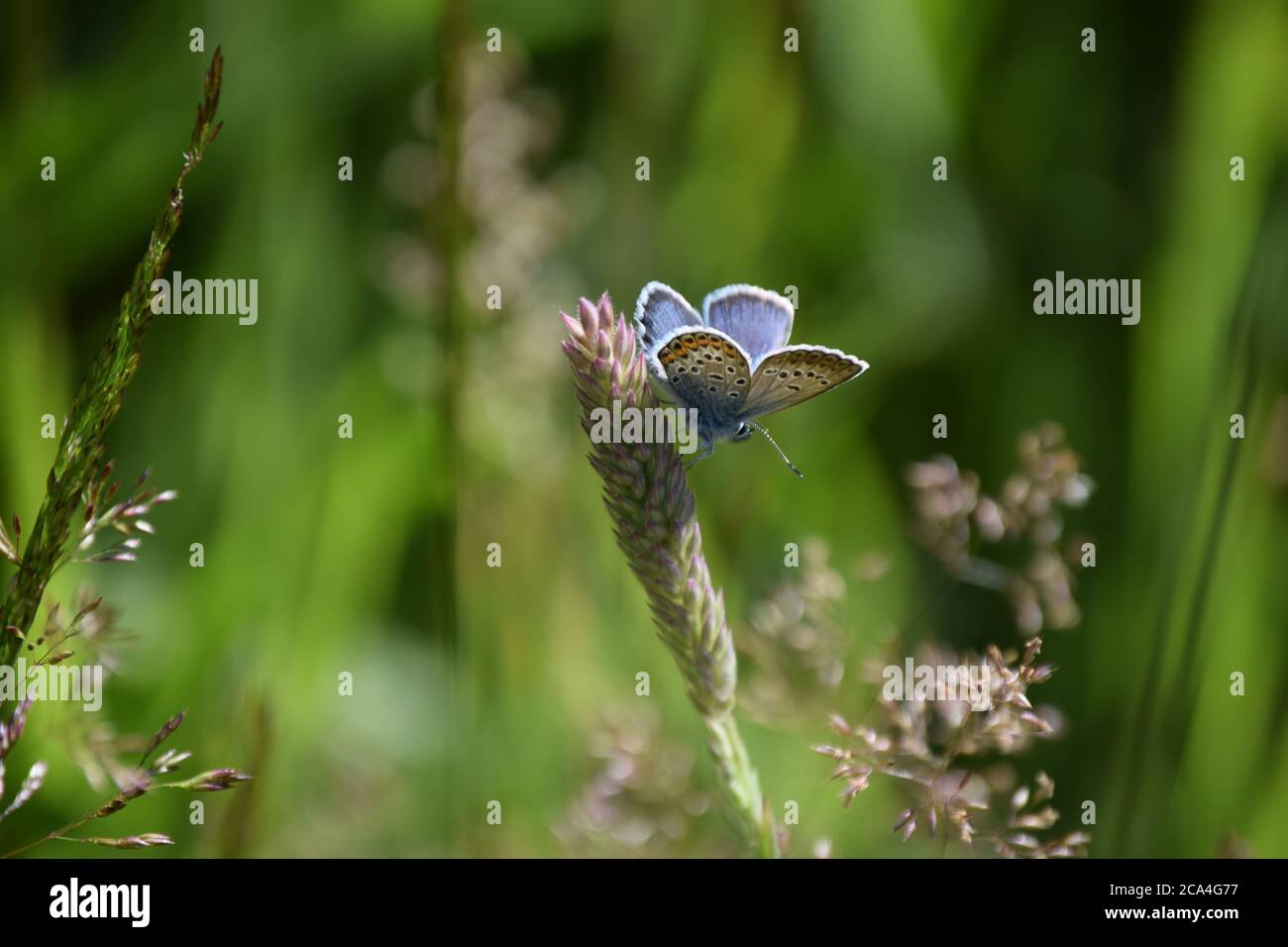 Real Blue Butterflies In The Wild