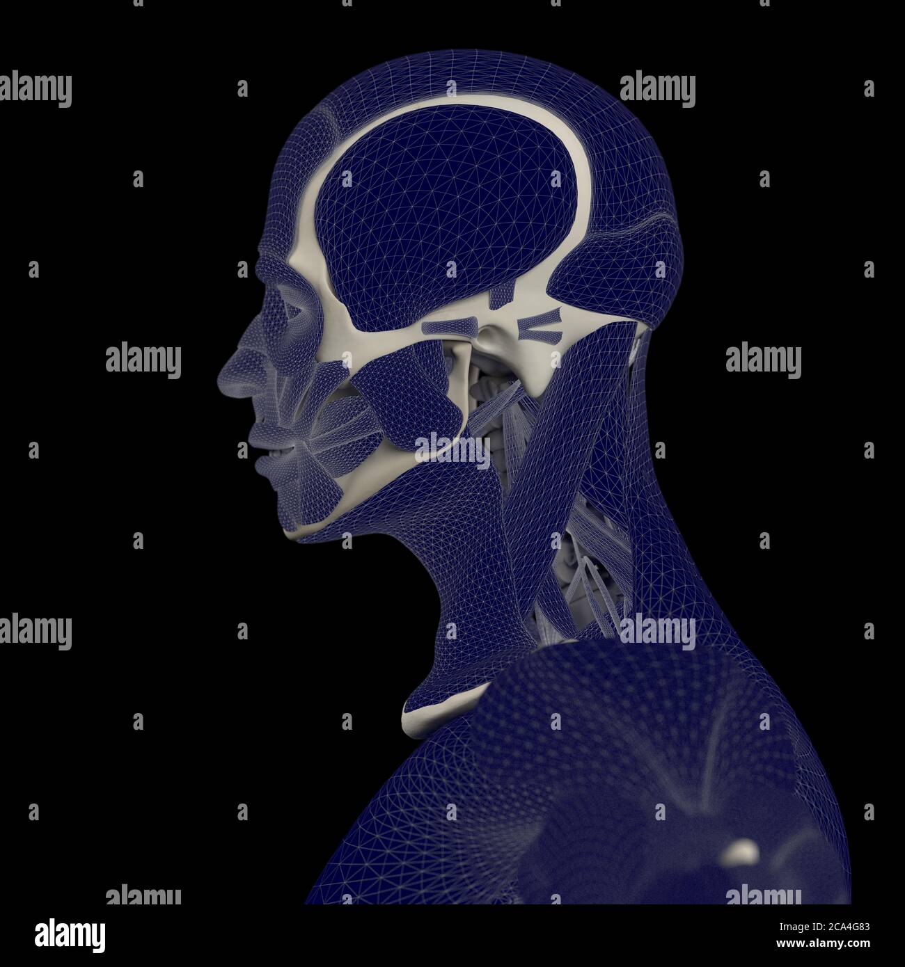 Human concept illustration, head, anatomy, thought Stock Photo - Alamy