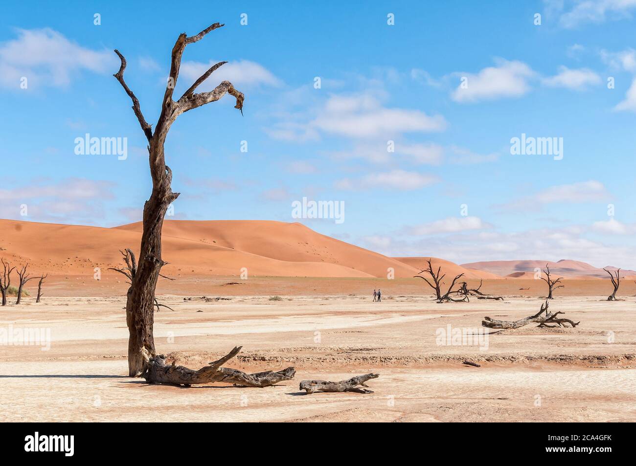 SOSSUSVLEI, NAMIBIA - JUNE 11, 2011: Dead tree stumps, with a sand dune ...