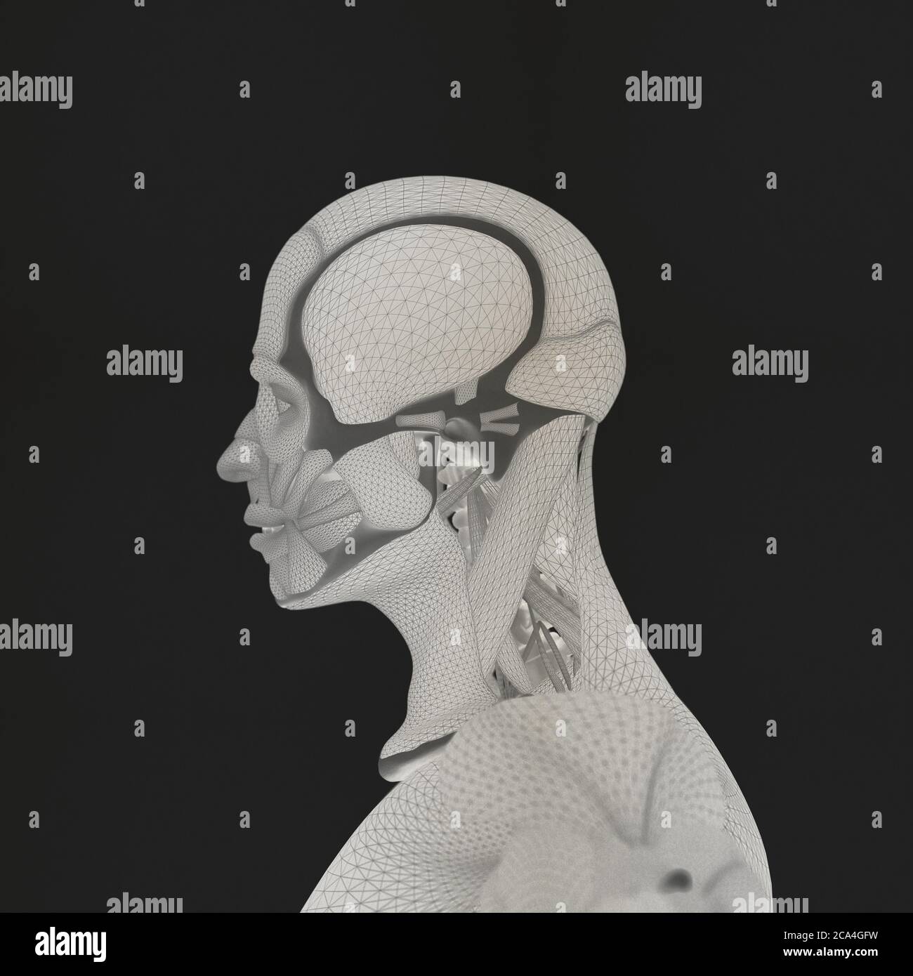 Human concept illustration, head, anatomy, thought Stock Photo - Alamy
