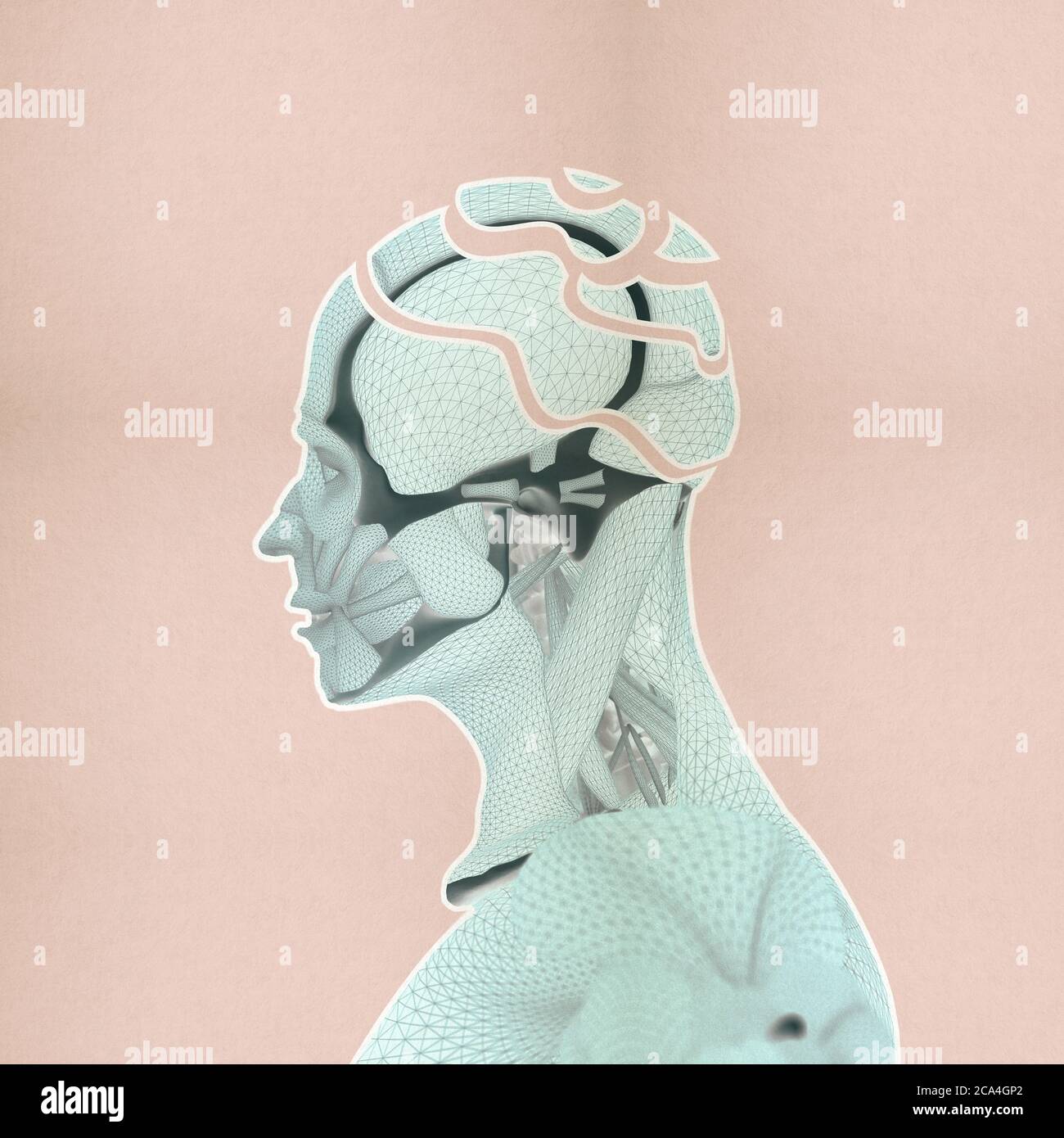 Human concept illustration, head, anatomy, thought Stock Photo - Alamy