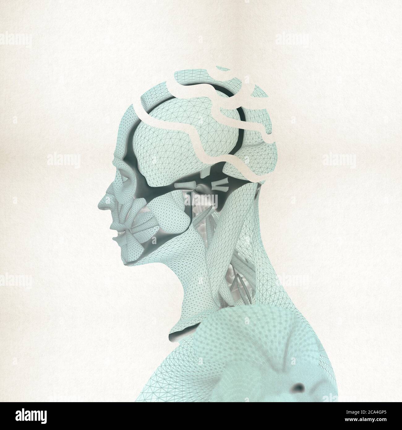 Human concept illustration, head, anatomy, thought Stock Photo - Alamy