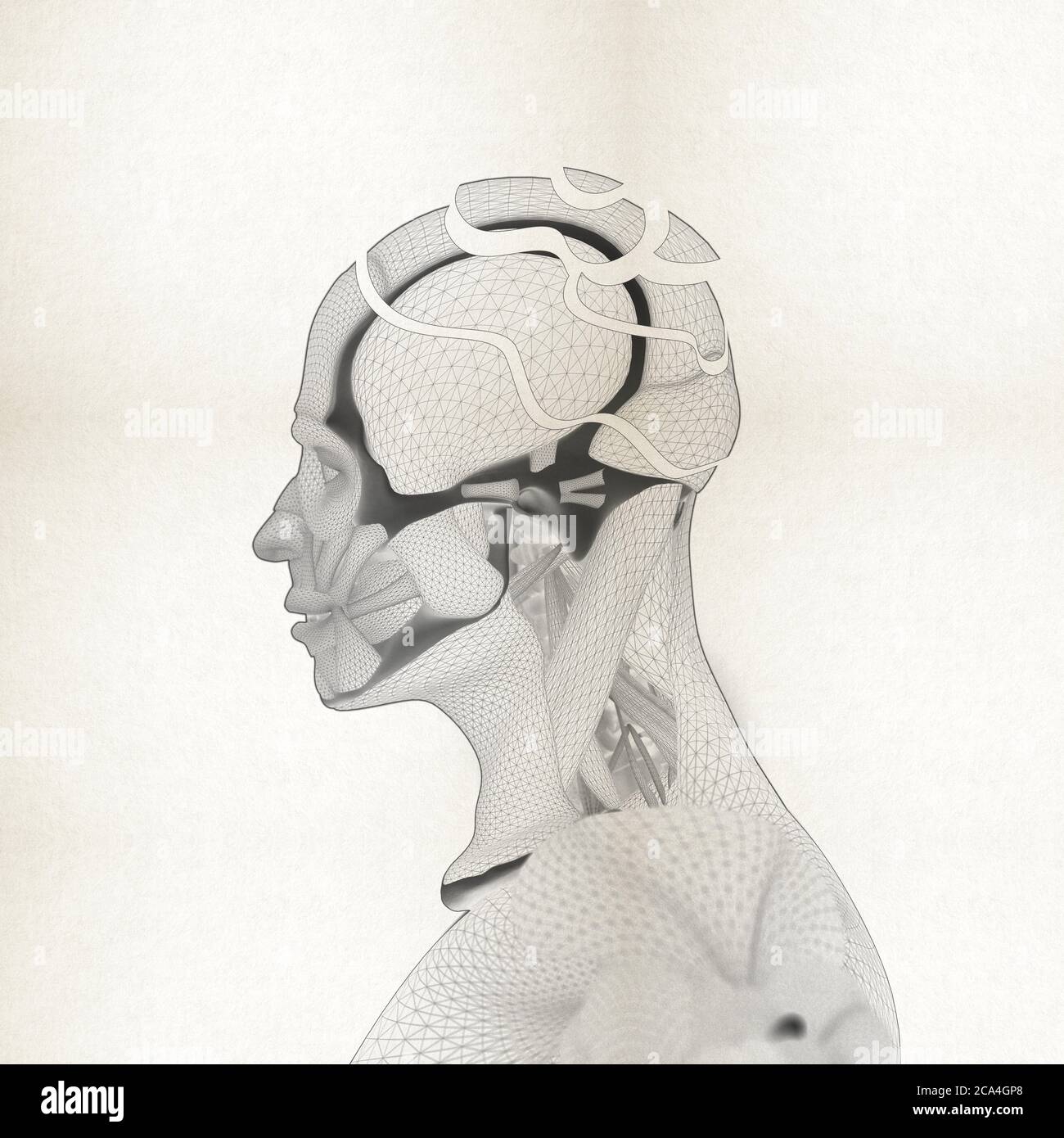 Human concept illustration, head, anatomy, thought Stock Photo - Alamy