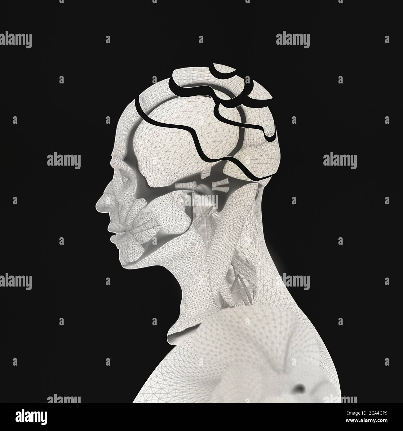 Human concept illustration, head, anatomy, thought Stock Photo - Alamy