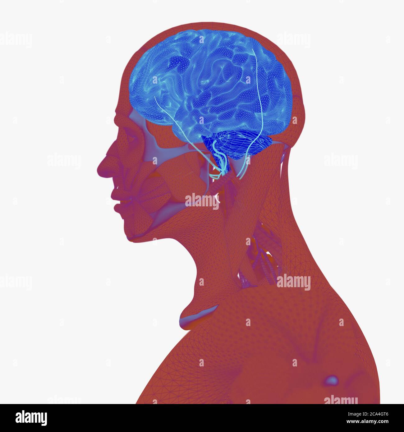 Anatomy concept illustration of human brain inside the body. Vibrant ...