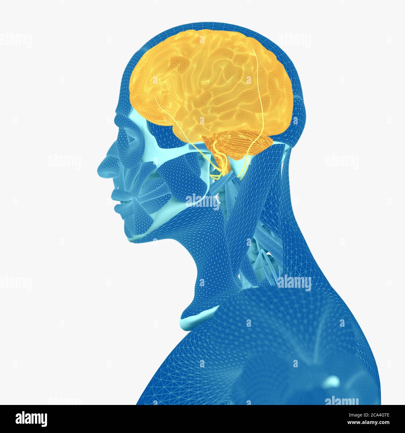 Anatomy concept illustration of human brain inside the body. Vibrant ...