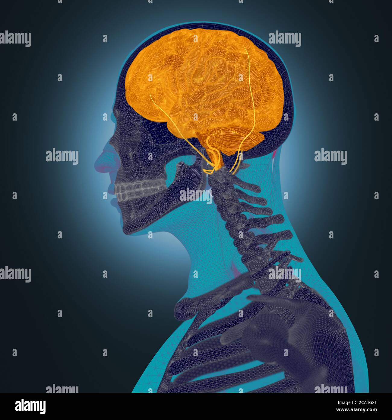 Anatomy concept illustration of human brain inside the body. Vibrant ...