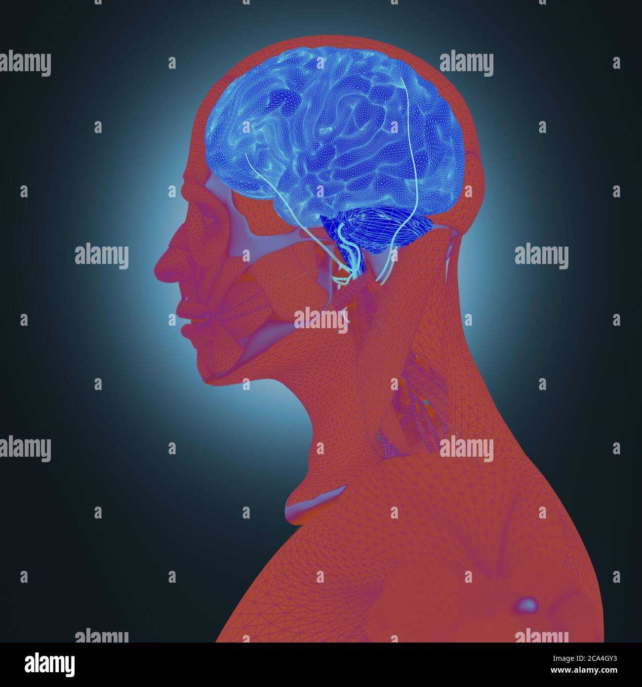 Anatomy concept illustration of human brain inside the body. Vibrant ...