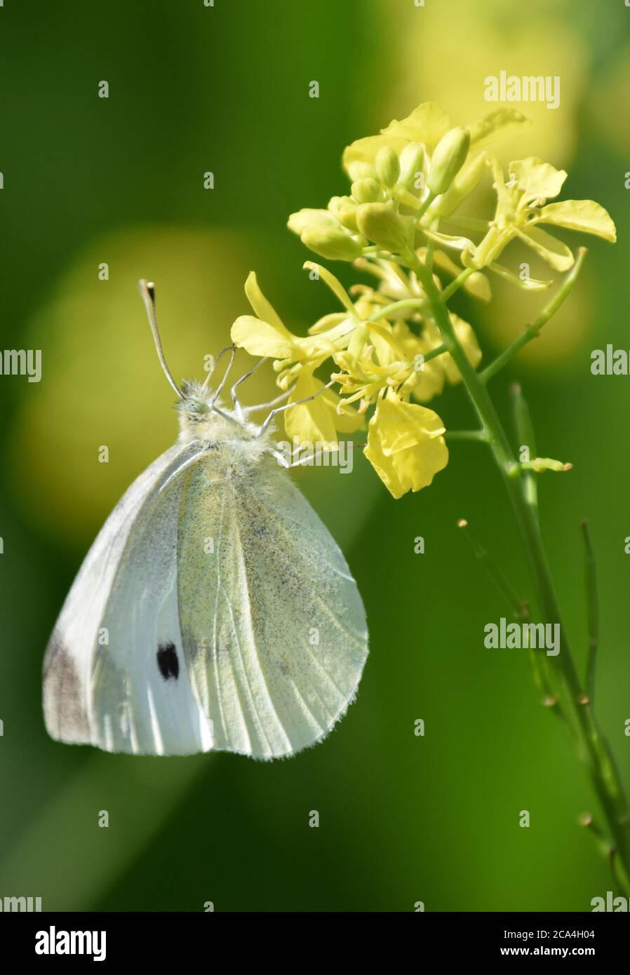 White spots on butterfly wings hi-res stock photography and images - Alamy