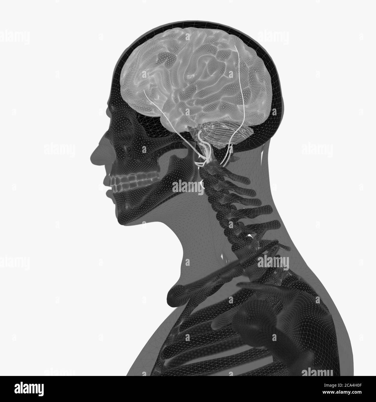 Diagram concept human body Black and White Stock Photos & Images - Alamy