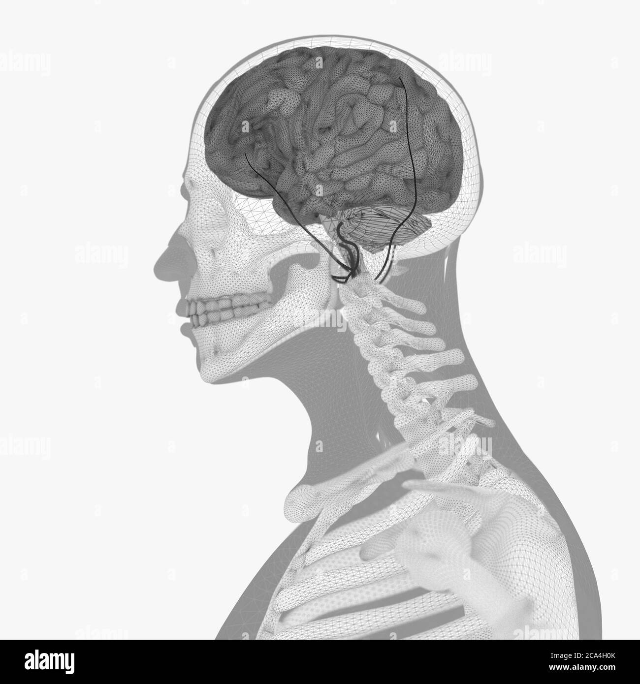 Anatomy concept illustration of human brain inside the body. Vibrant ...