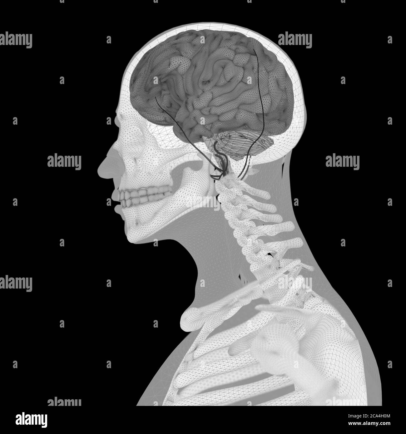Anatomy concept illustration of human brain inside the body. Vibrant ...