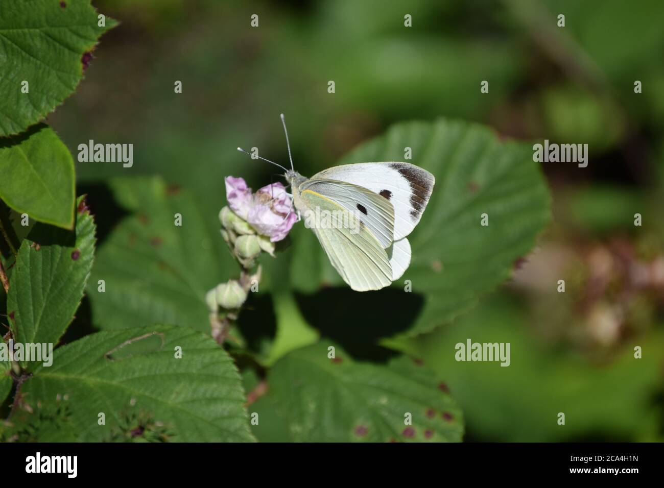 Pale butterfly on bramble flower hi-res stock photography and images ...
