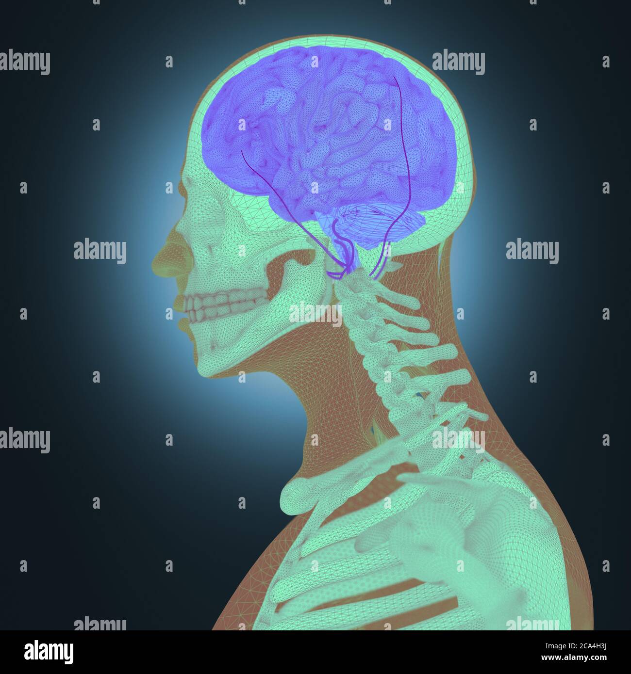 Anatomy concept illustration of human brain inside the body. Vibrant ...