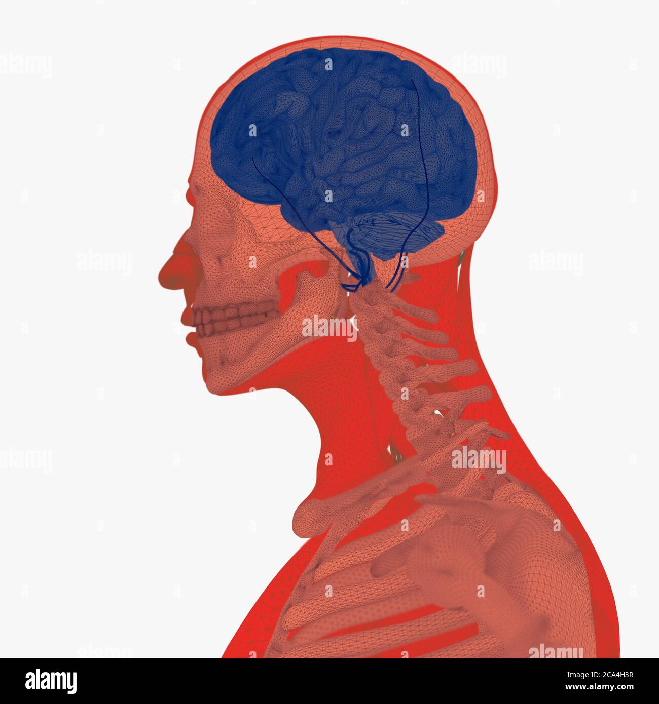 Anatomy concept illustration of human brain inside the body. Vibrant ...