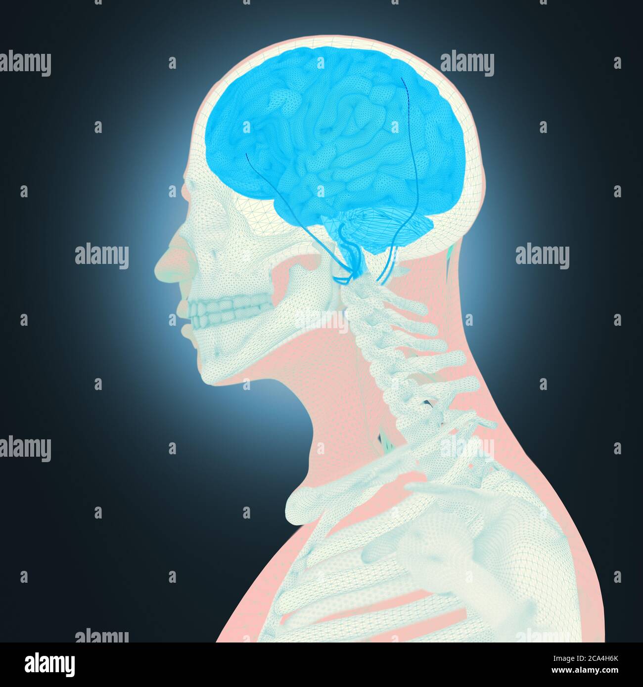 Anatomy concept illustration of human brain inside the body. Vibrant ...