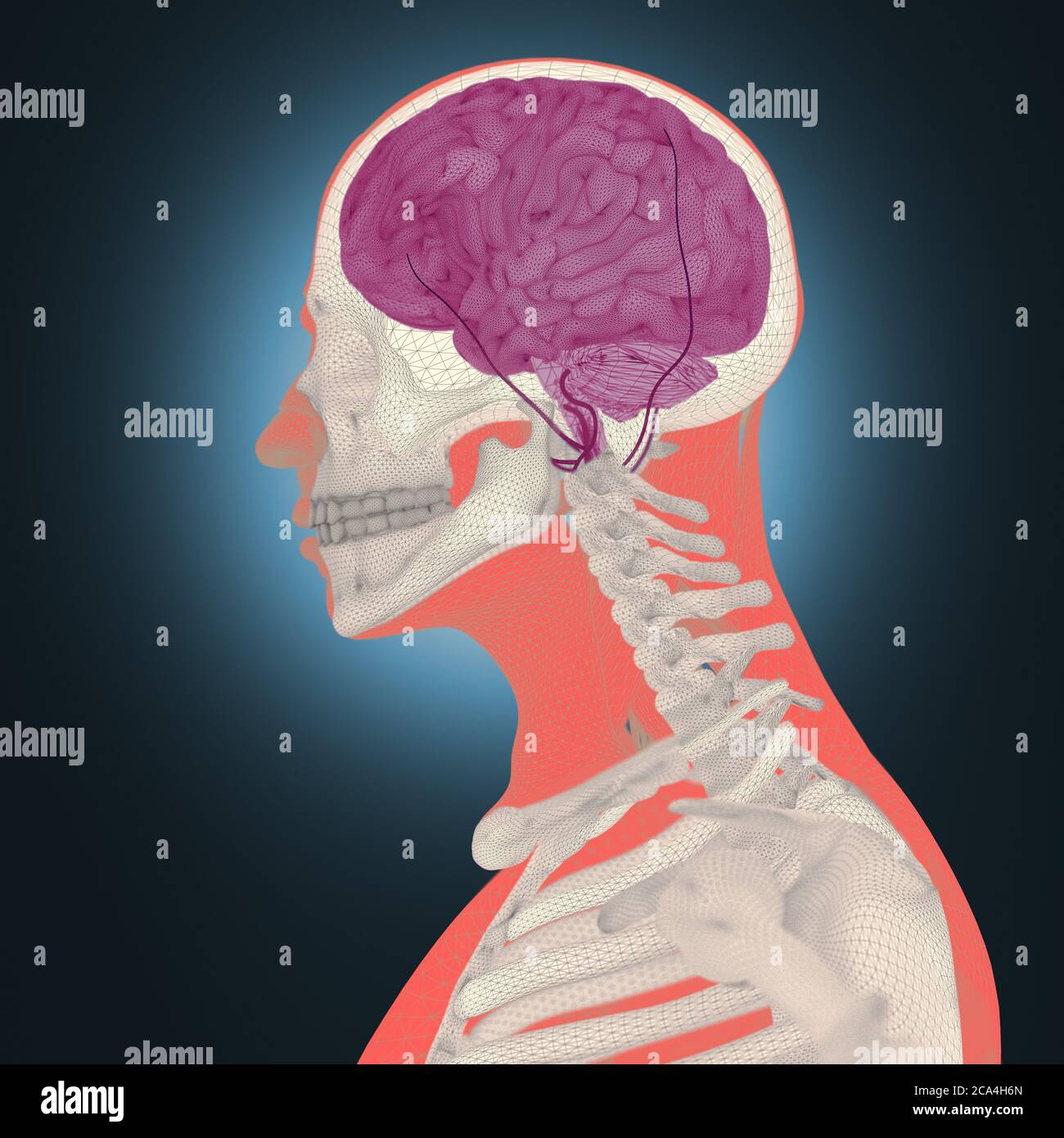 Anatomy concept illustration of human brain inside the body. Vibrant ...
