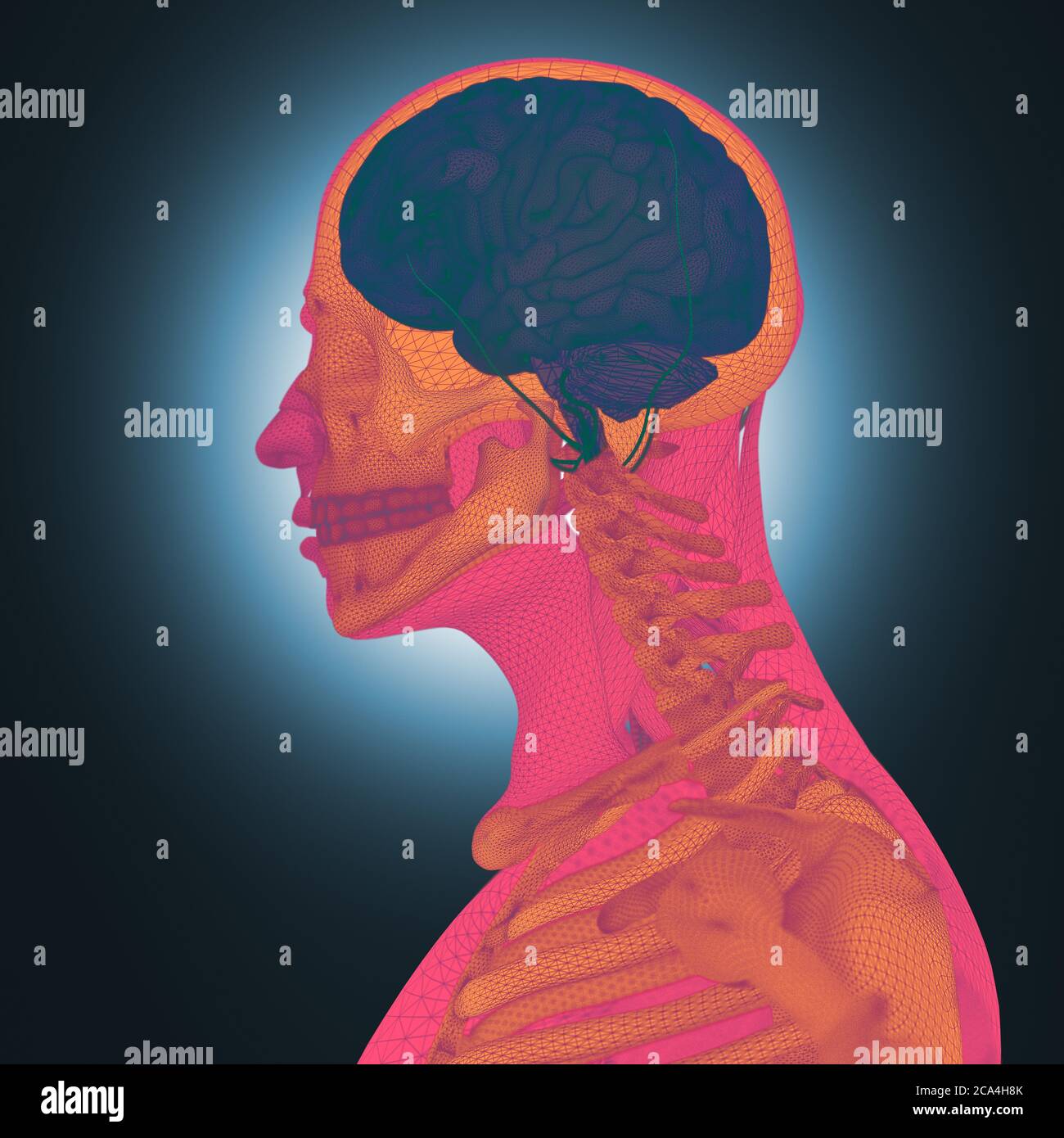 Anatomy concept illustration of human brain inside the body. Vibrant ...