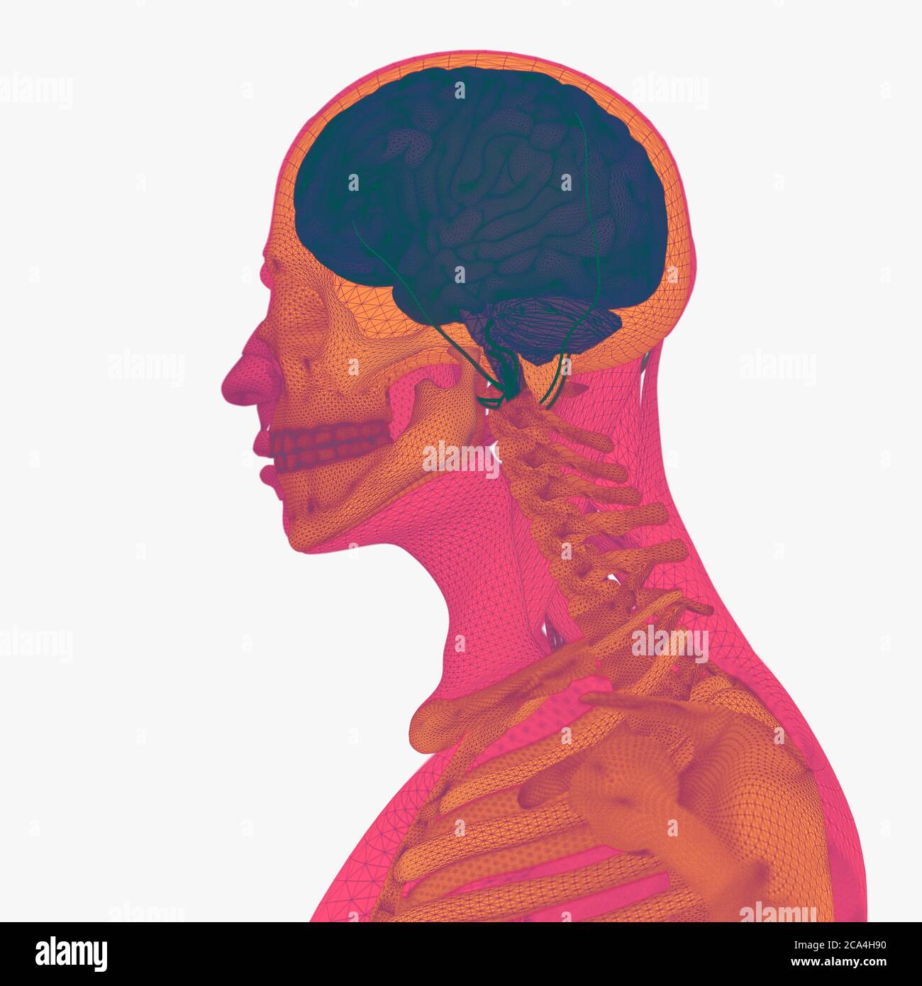 Anatomy concept illustration of human brain inside the body. Vibrant ...