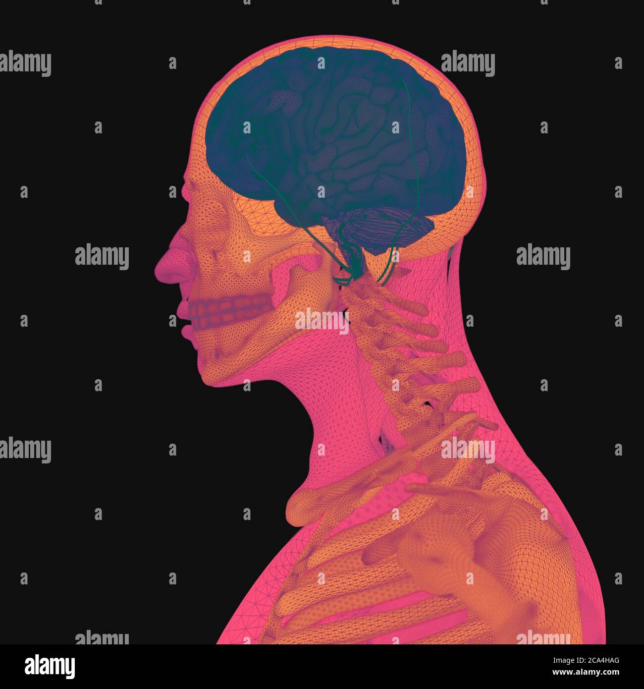 Anatomy concept illustration of human brain inside the body. Vibrant ...
