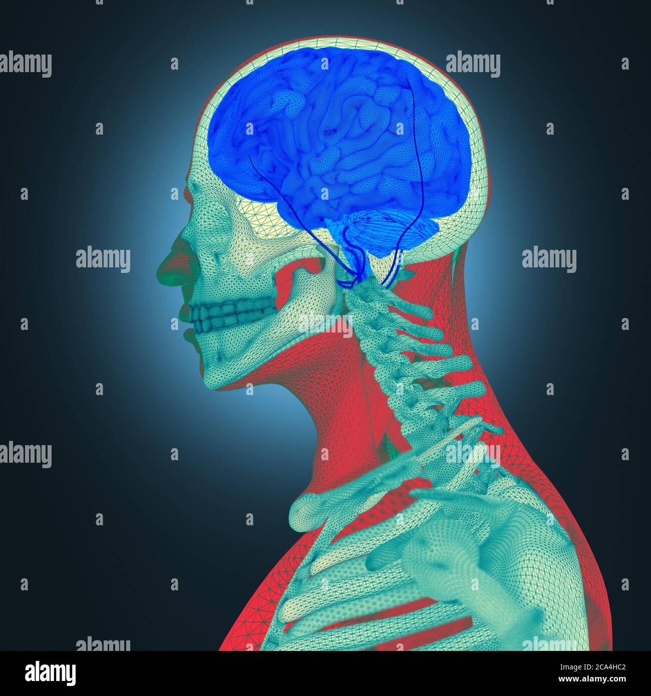 Anatomy concept illustration of human brain inside the body. Vibrant ...