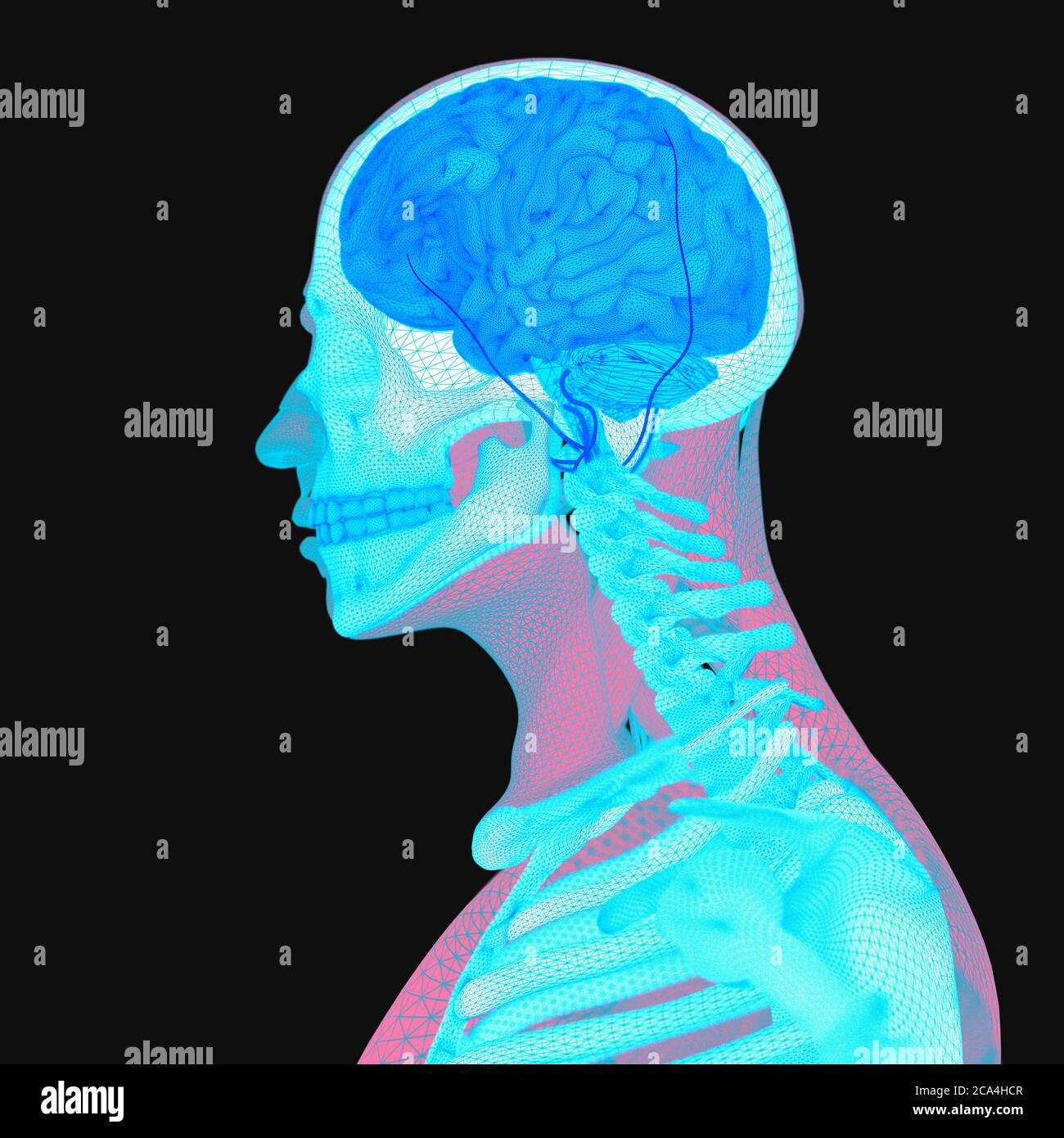 Anatomy concept illustration of human brain inside the body. Vibrant ...