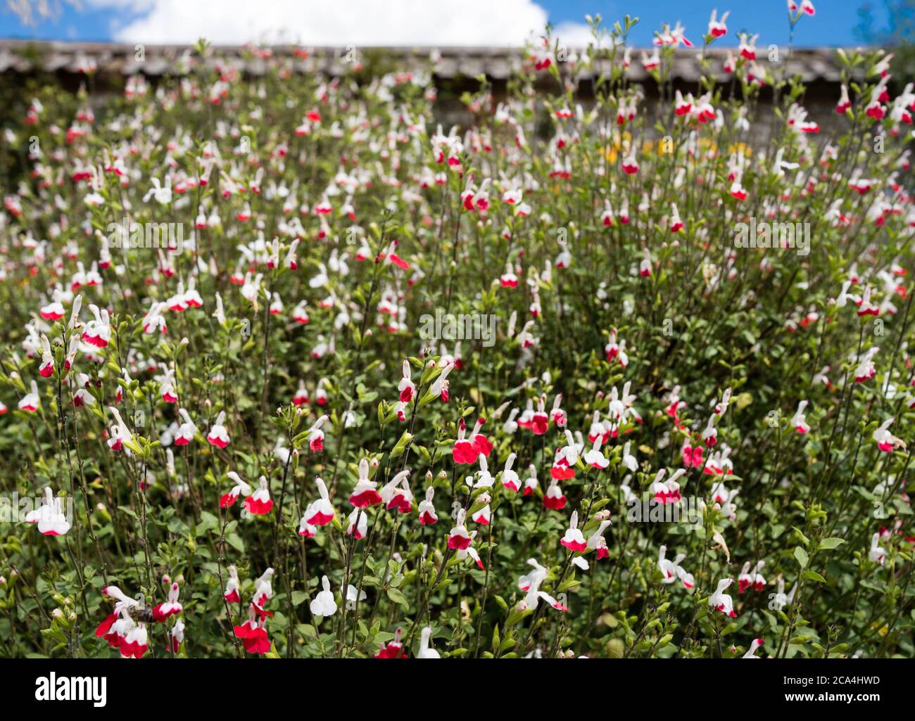 The farm and gardens of Leckford estate owned by Waitrose Stock Photo ...