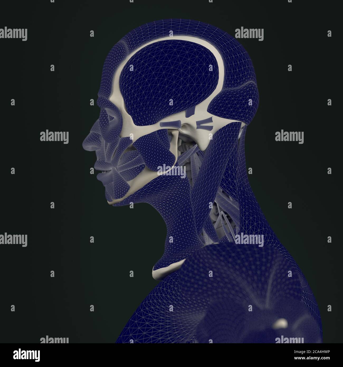 Anatomy concept illustration of human head, though, intellect. 3D ...