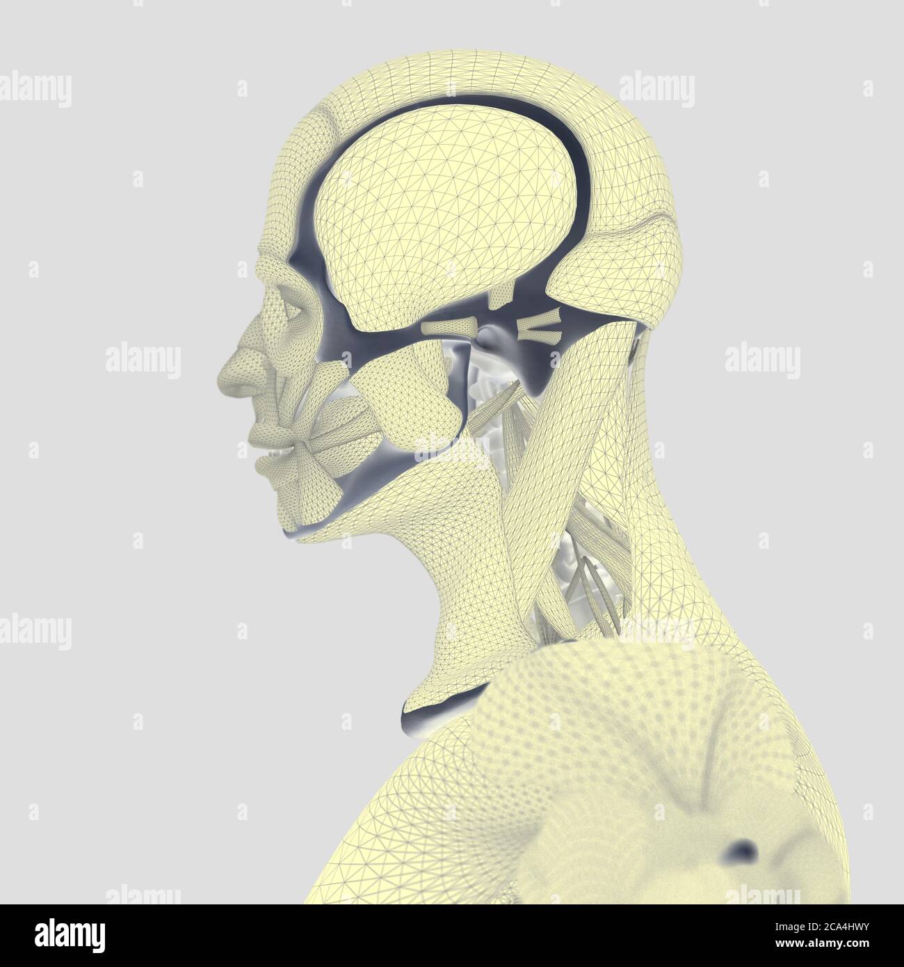 Anatomy concept illustration of human head, though, intellect. 3D ...