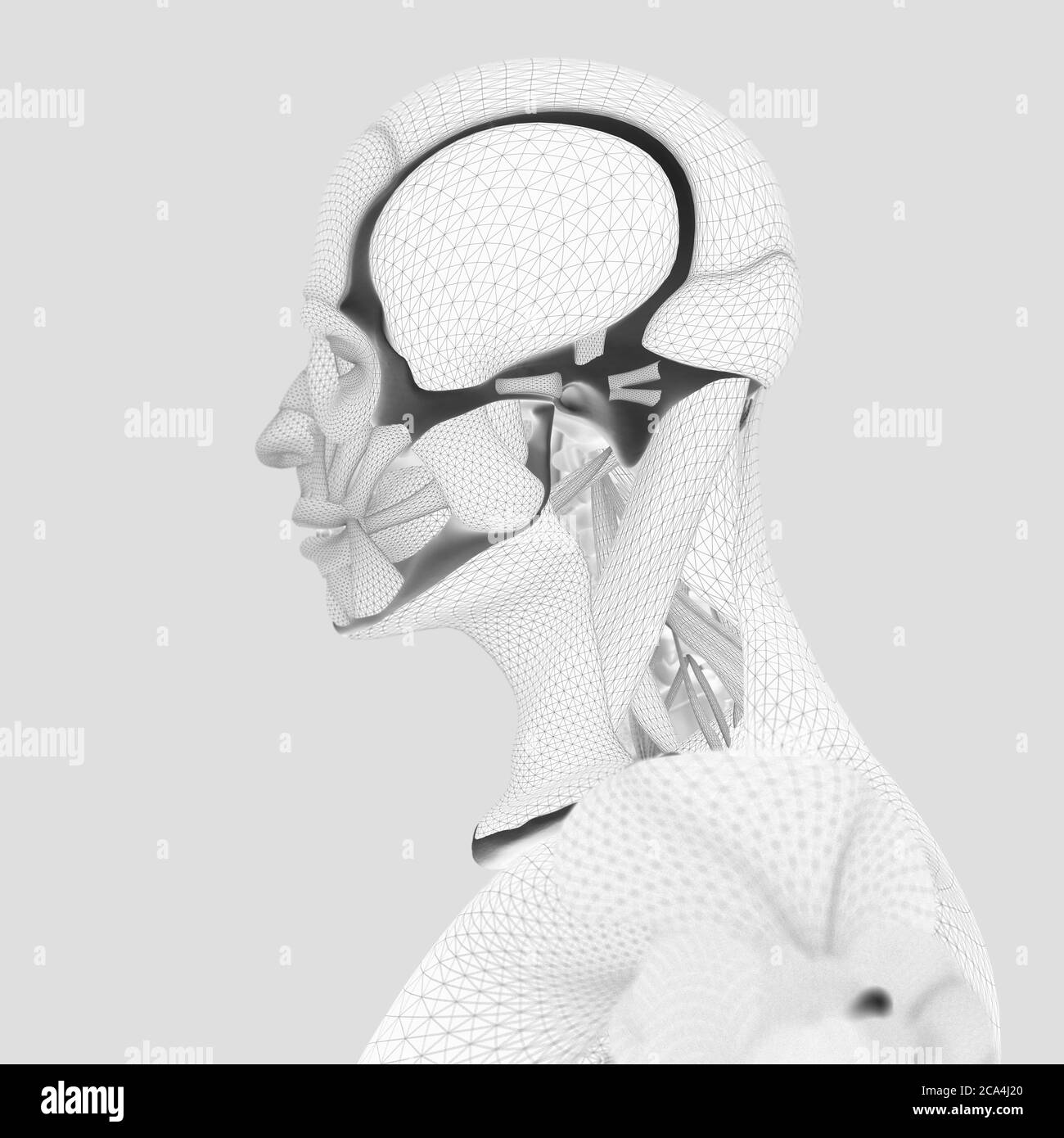 Anatomy concept illustration of human head, though, intellect. 3D ...