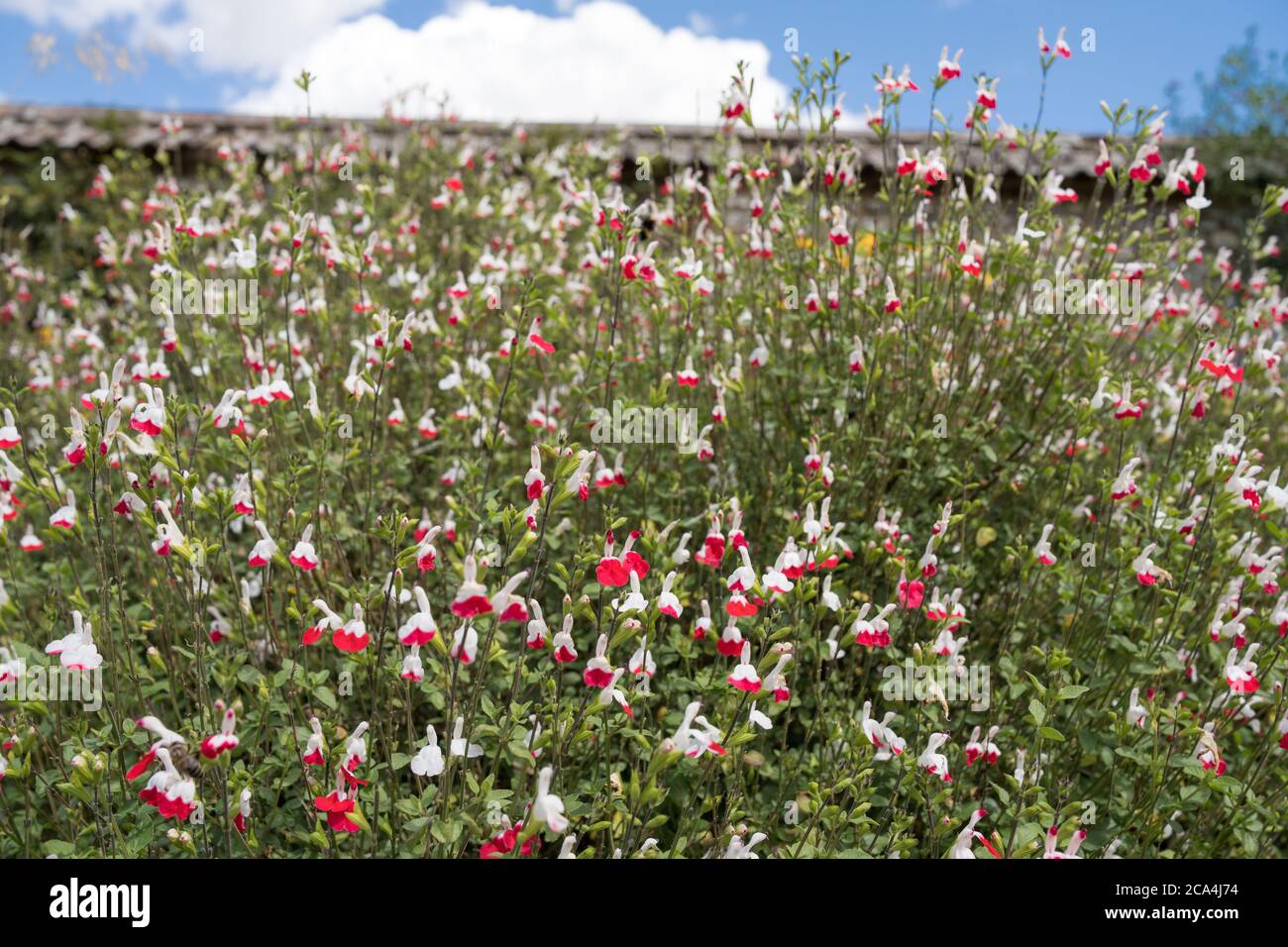 The farm and gardens of Leckford estate owned by Waitrose Stock Photo ...