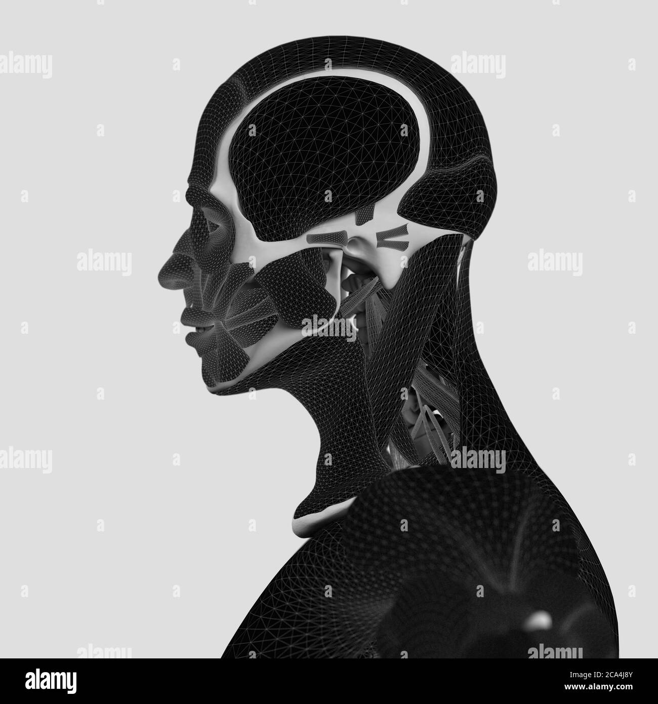 Anatomy concept illustration of human head, though, intellect. 3D ...