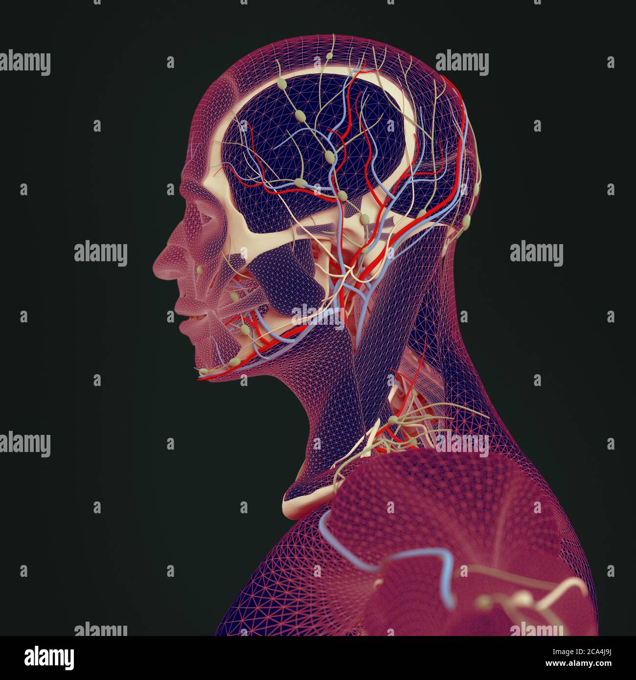 Anatomy concept illustration of human head, though, intellect. 3D ...