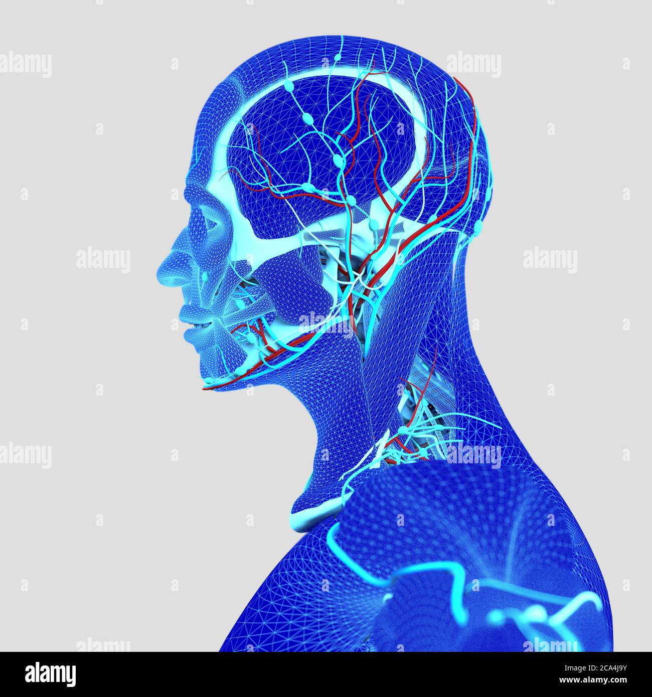 Anatomy concept illustration of human head, though, intellect. 3D ...