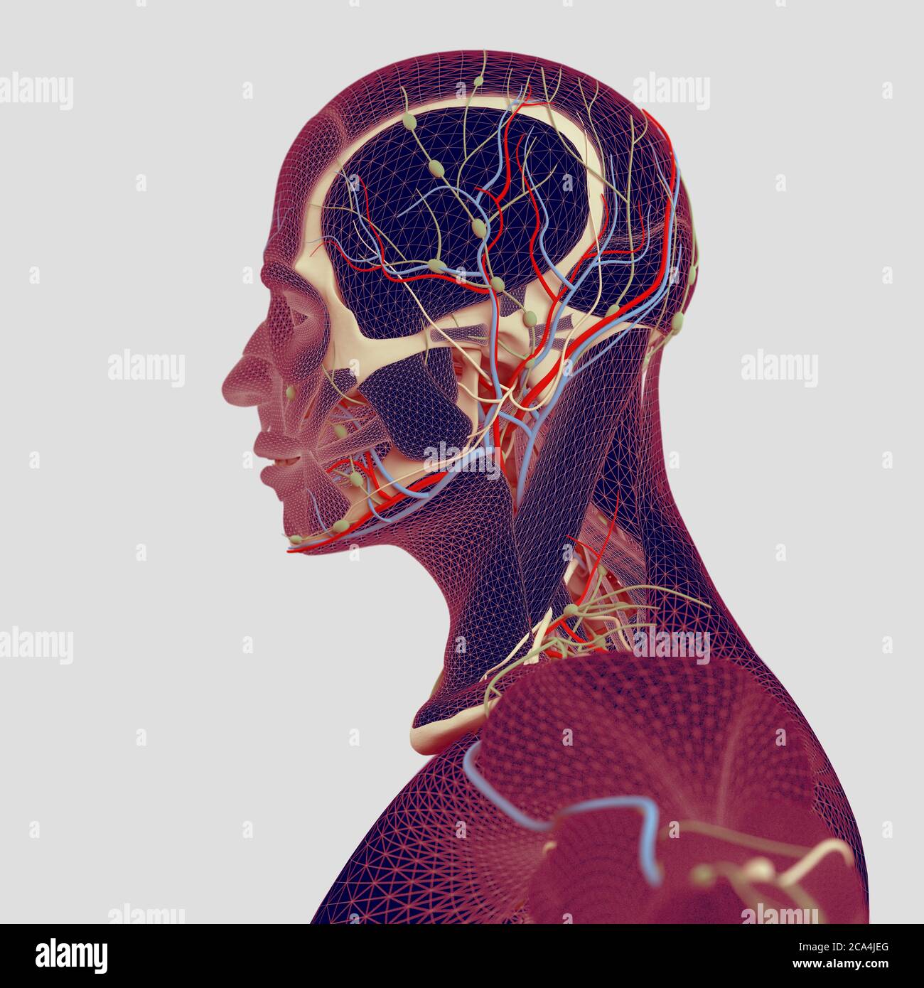 Anatomy concept illustration of human head, though, intellect. 3D ...