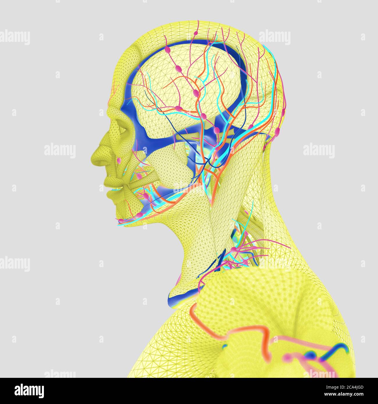 Anatomy concept illustration of human head, though, intellect. 3D ...