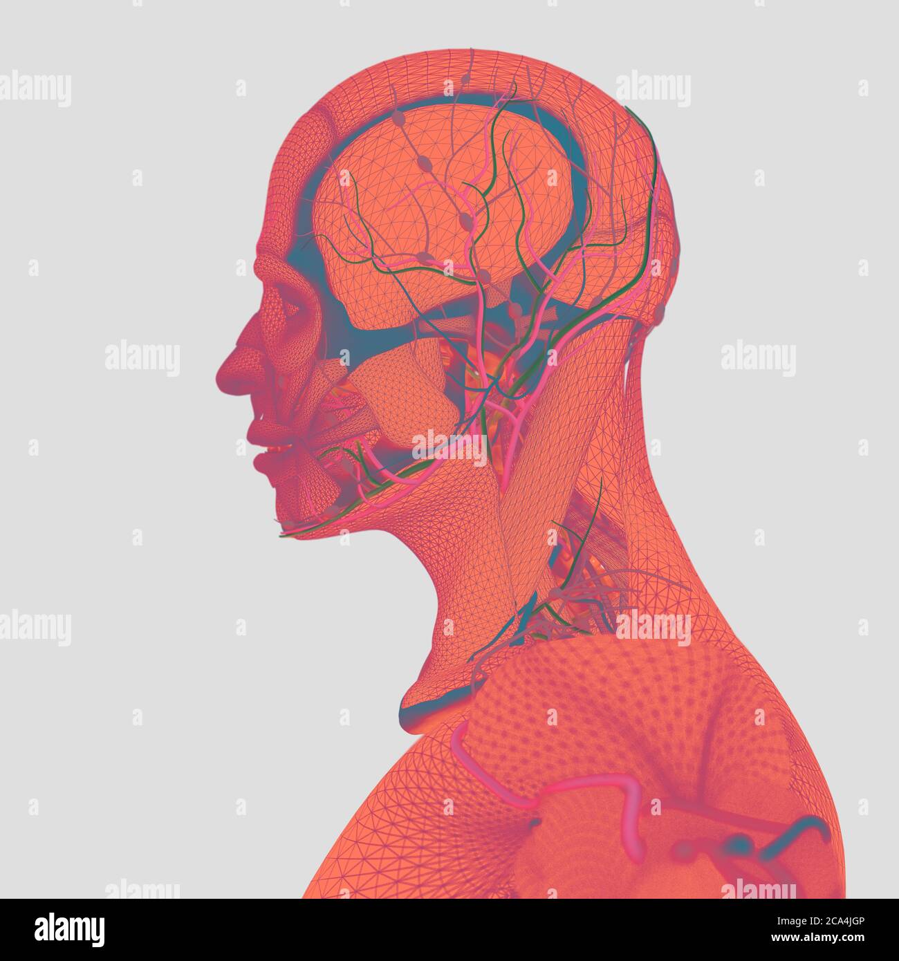 Anatomy concept illustration of human head, though, intellect. 3D ...