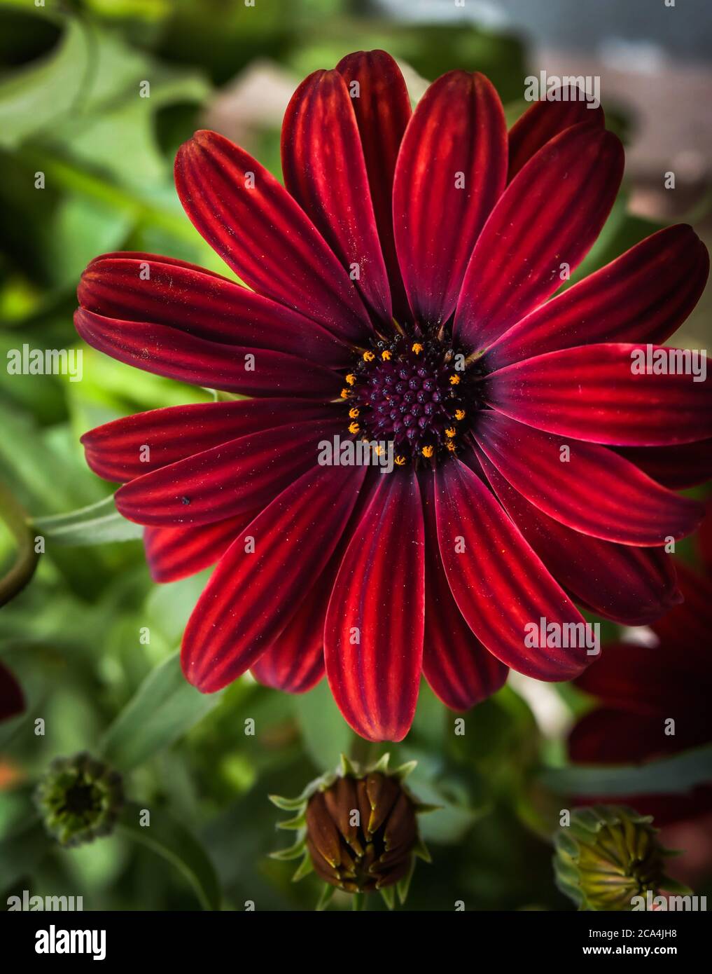 Red African Daisy Stock Photo - Alamy