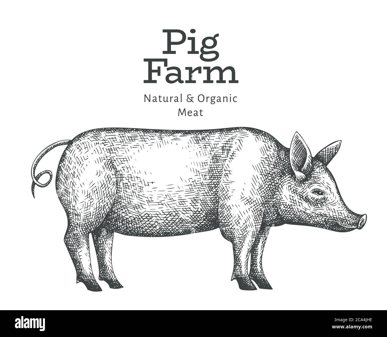 Hand drawn farm animal illustration. Vector pig sketch. Retro hog ...